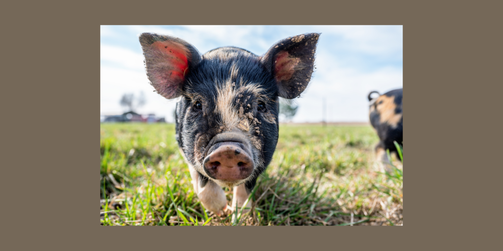 Cunning Escape Artists: Hilarious Memory of Pigs Outsmarting Their ...